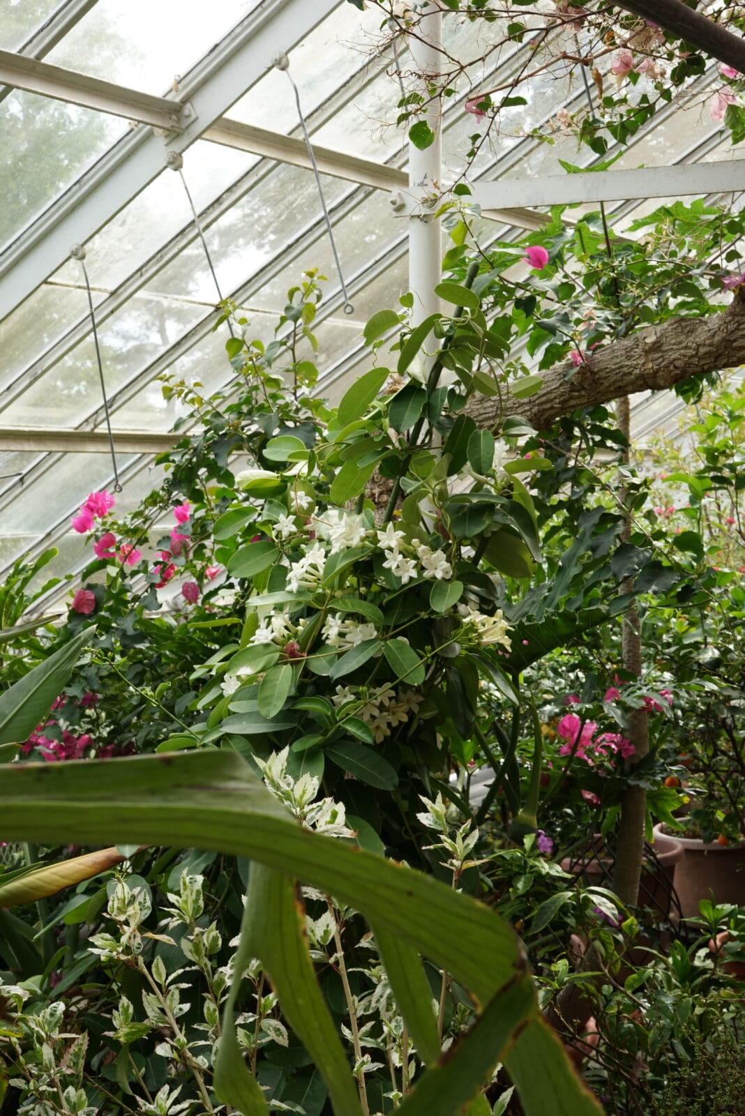 The Historic Lyman Estate and Greenhouses in Massachusetts ...